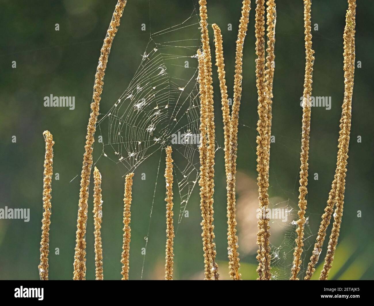 orbital Spiders' webs full of insects stretched across long seedheads ...