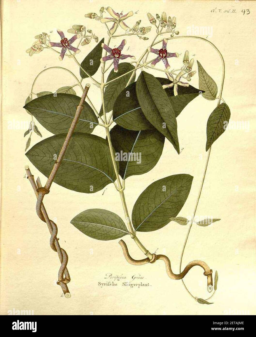 Periploca graeca L Stock Photo - Alamy