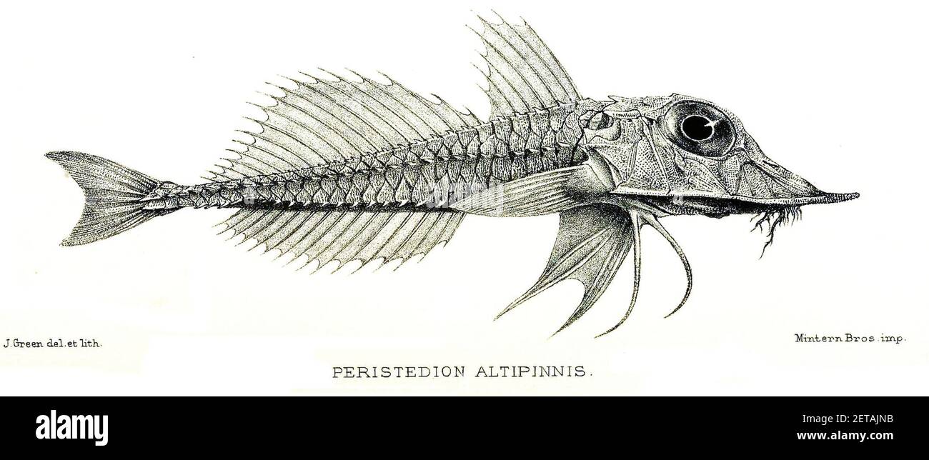 Peristedion hi-res stock photography and images - Alamy