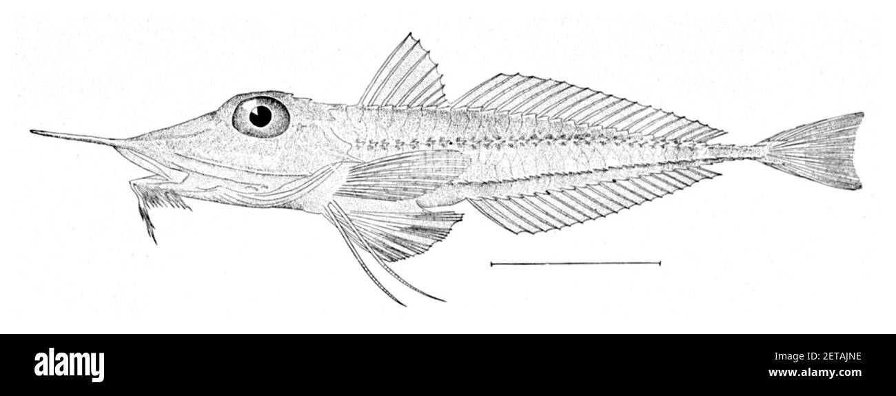 Peristedion hi-res stock photography and images - Alamy