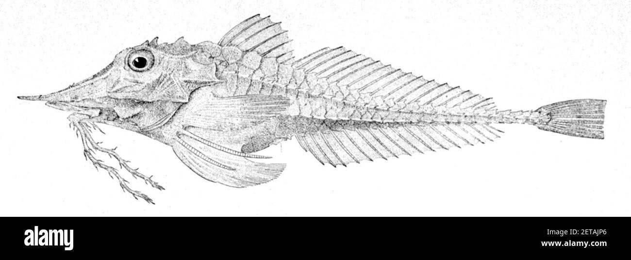 Peristedion hi-res stock photography and images - Alamy