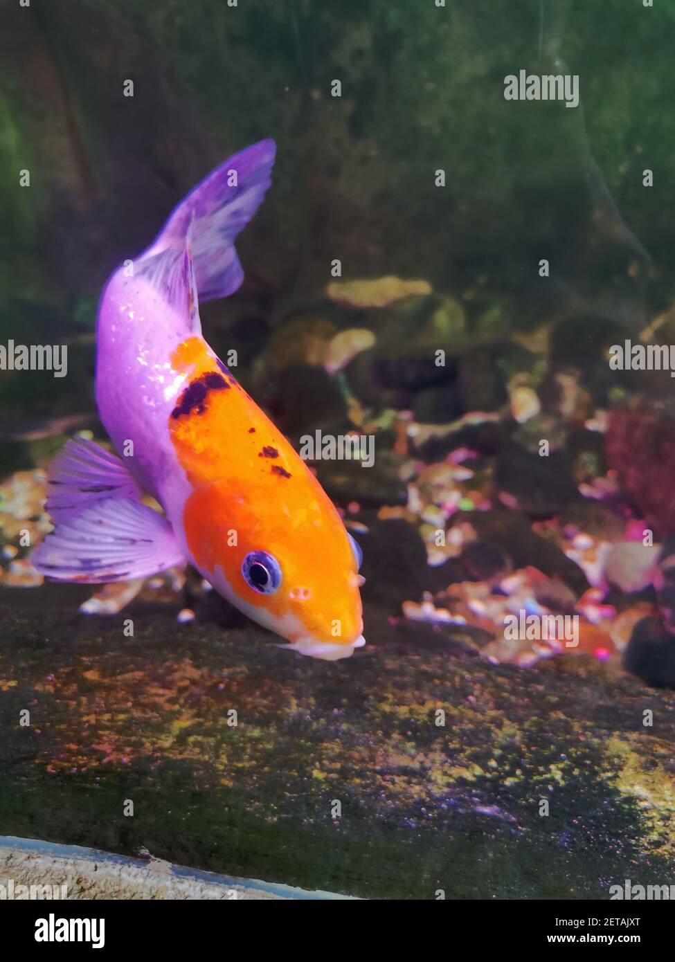 Purple and yellow fish hi-res stock photography and images - Alamy