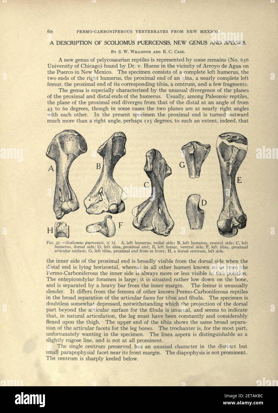 Permo hi-res stock photography and images - Alamy