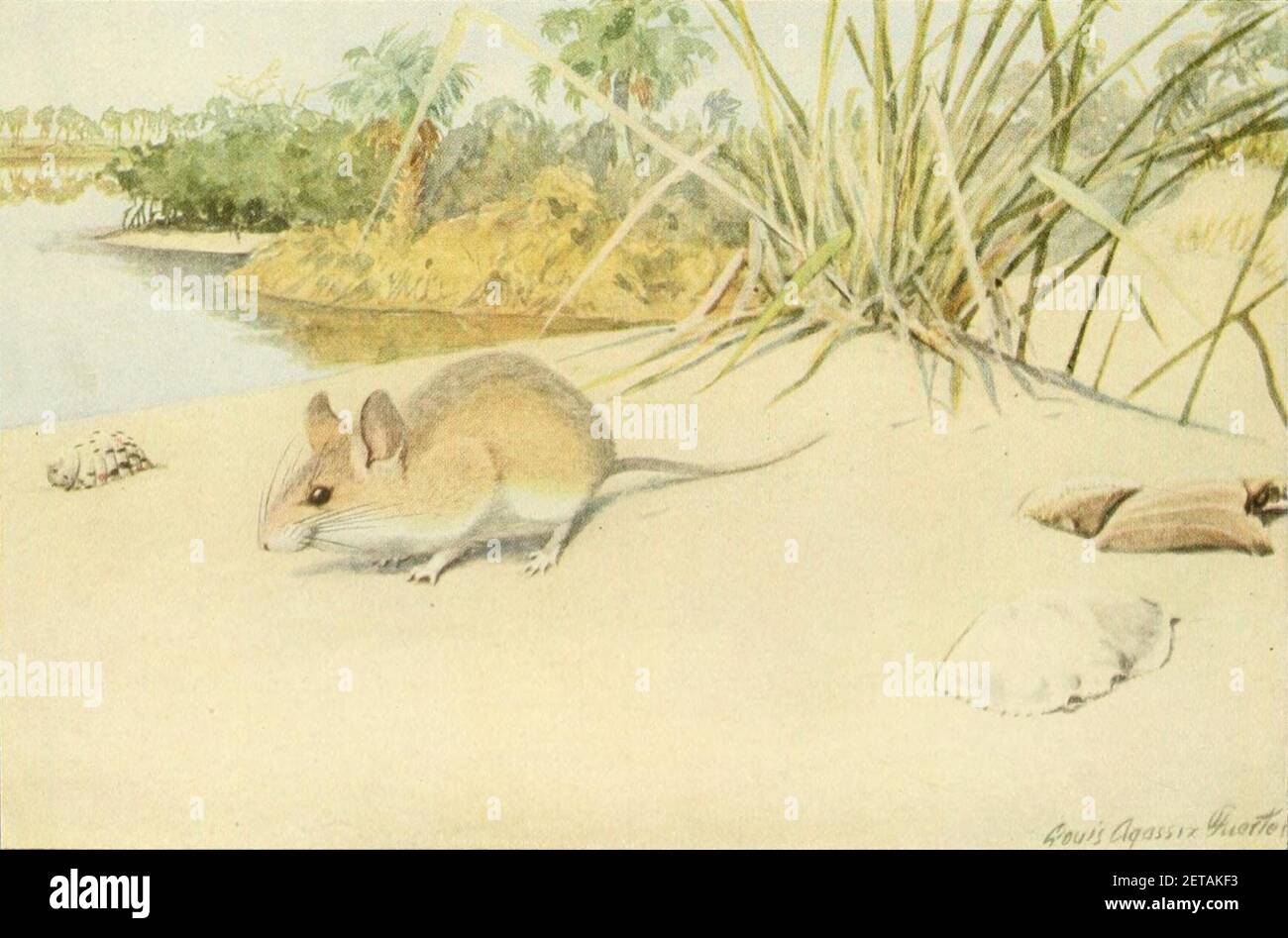 Peromyscus polionotus hi-res stock photography and images - Alamy