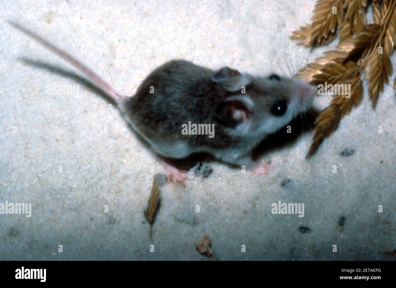 Peromyscus polionotus hi-res stock photography and images - Alamy