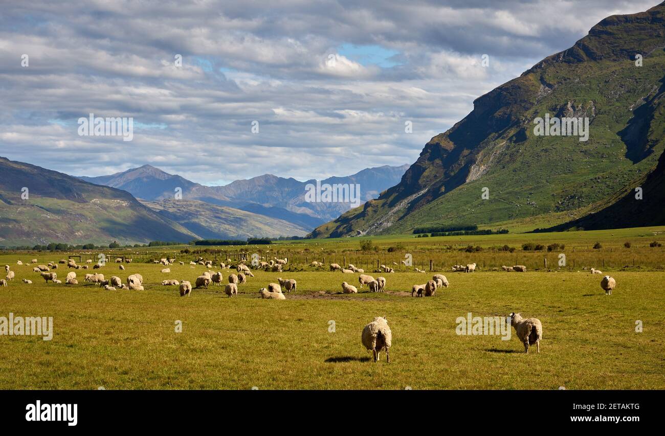 Sheep station in Mt Aspiring National Park, Otago Stock Photo - Alamy