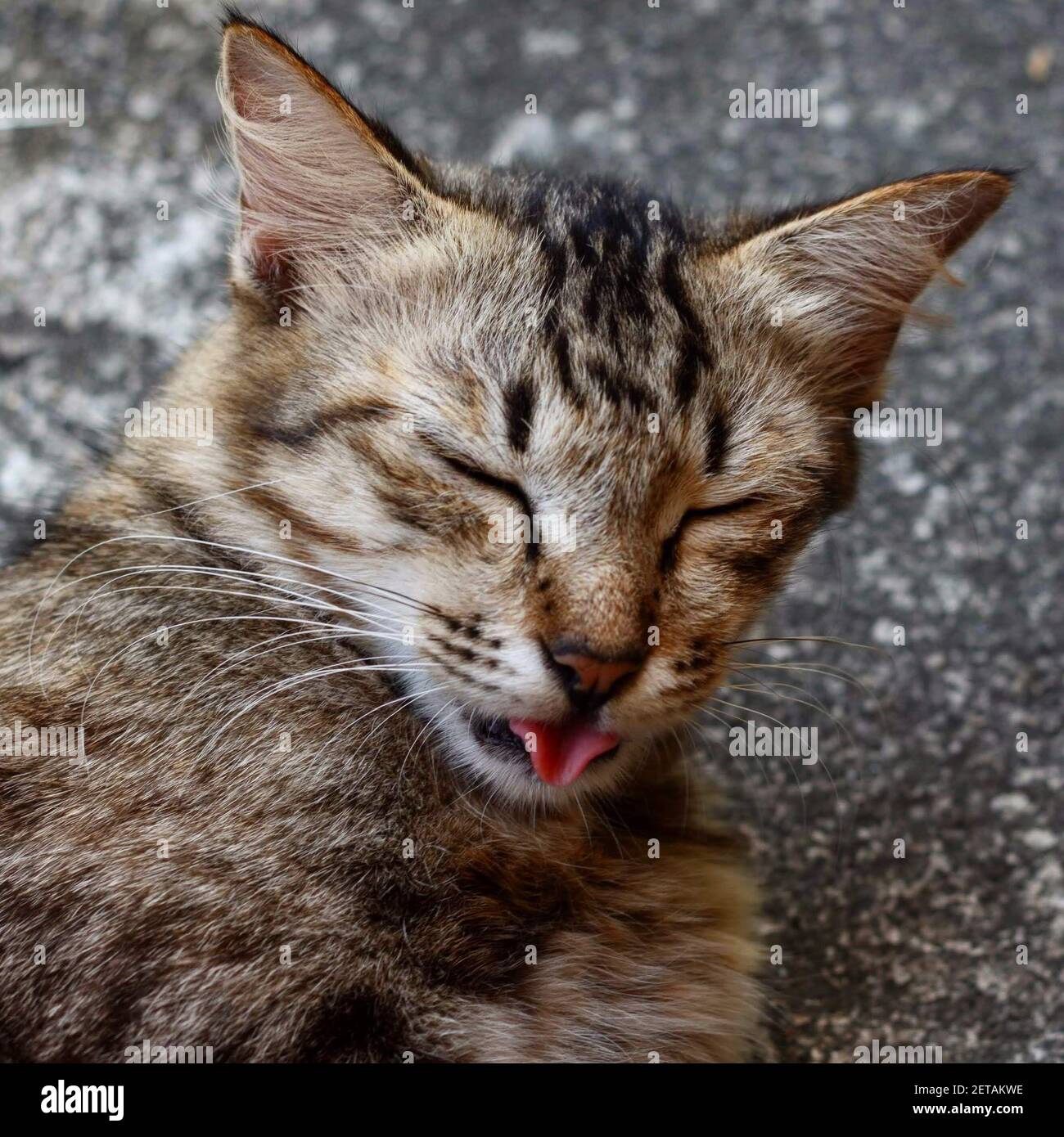 A portrait of an adorable cat with closed eyes on the blurred ...