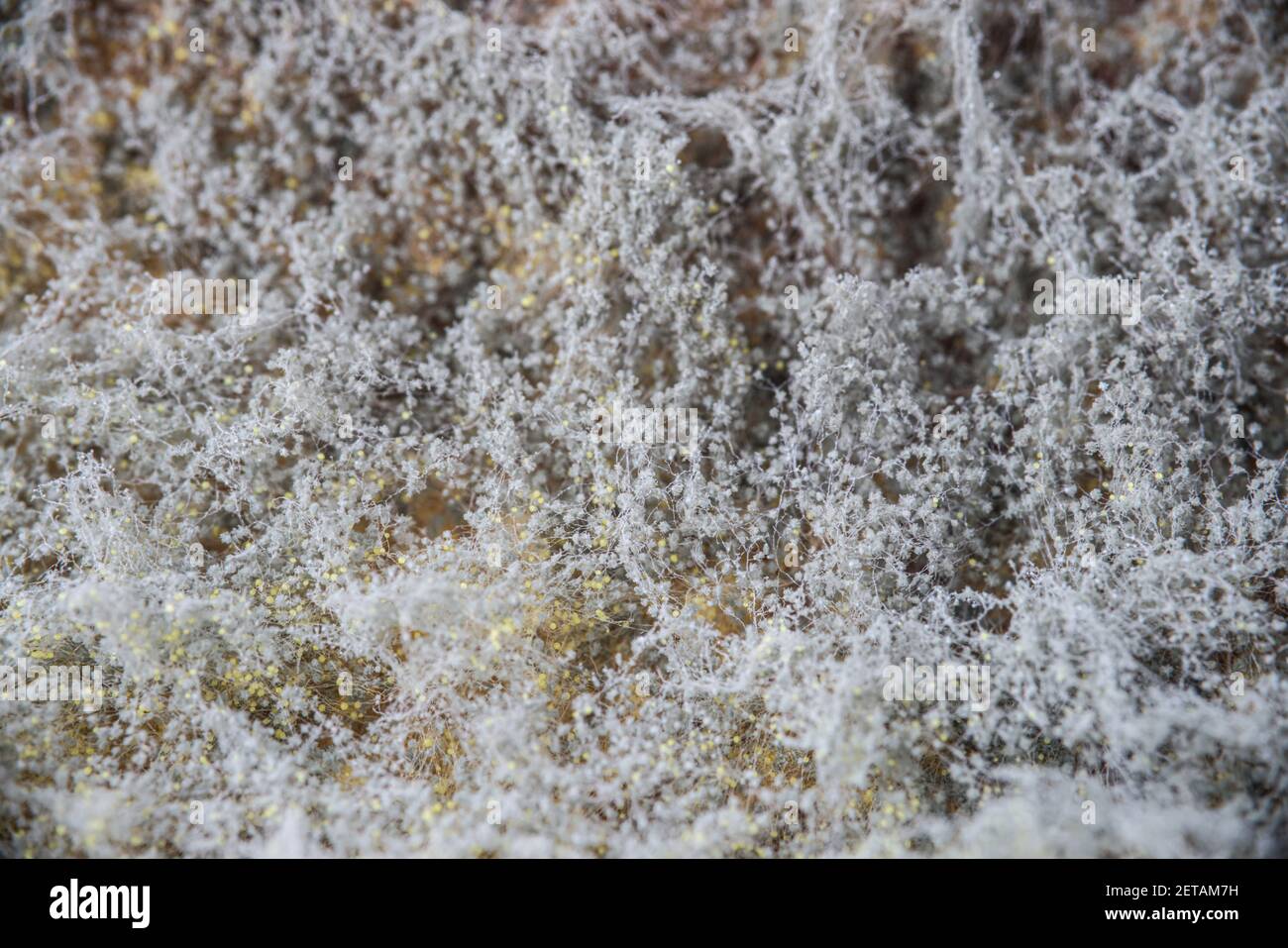 Mold bread microscope hi-res stock photography and images - Alamy