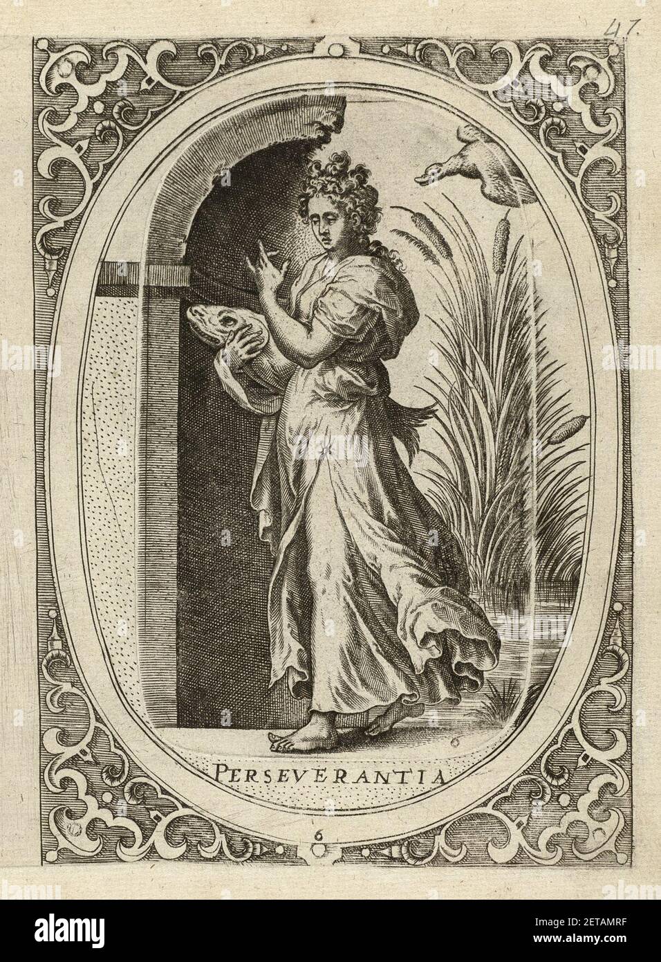 Perseverantia hi-res stock photography and images - Alamy
