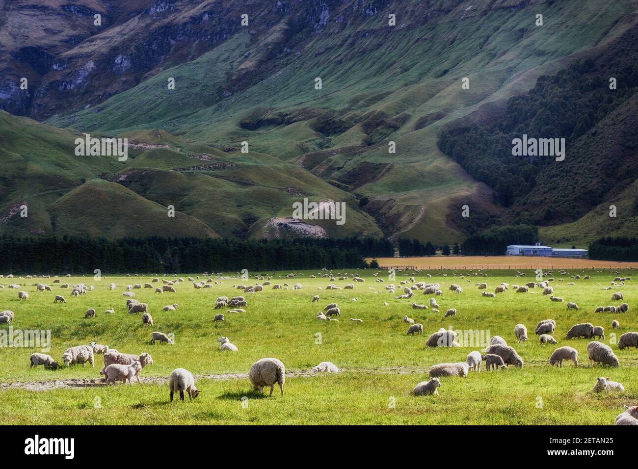 Sheep station in Mt Aspiring National Park, Otago Stock Photo - Alamy
