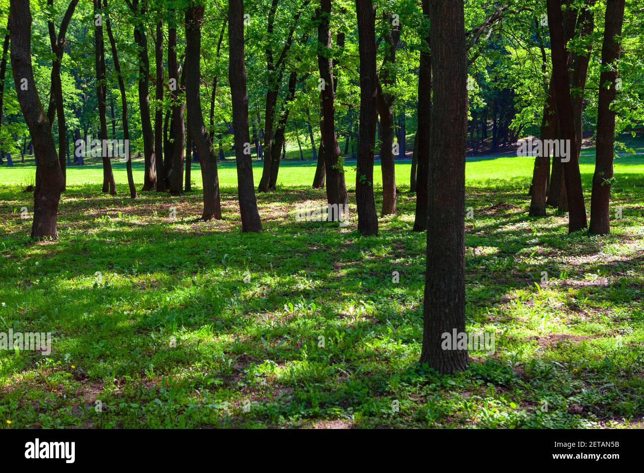 Spring park with lawn . Green trees and grass Stock Photo - Alamy