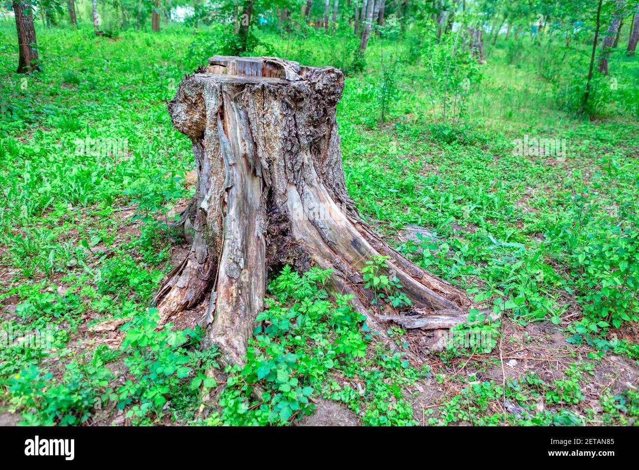 Old stump in the autumn forest . Rotten old tree Stock Photo - Alamy
