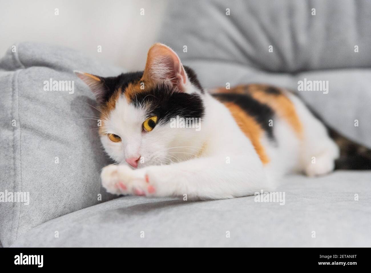 Cute little tricolor shorthair kitten tricolor kitten sharpens claws on ...