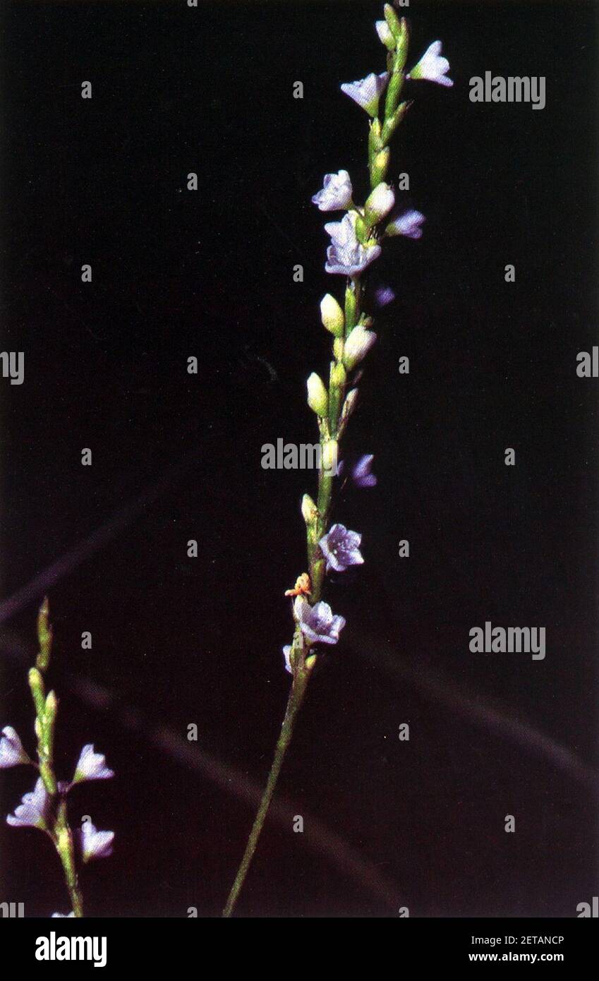 Persicaria punctata NRCS-1 Stock Photo - Alamy