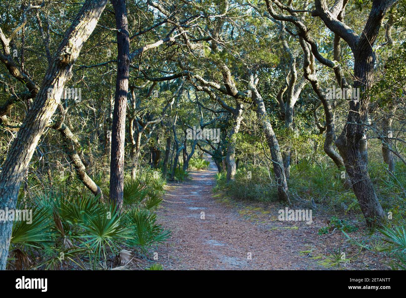 Foot Path Through Tangled Scrub Oak Trees In The Woods In Panama City Beach Florida Usa Stock