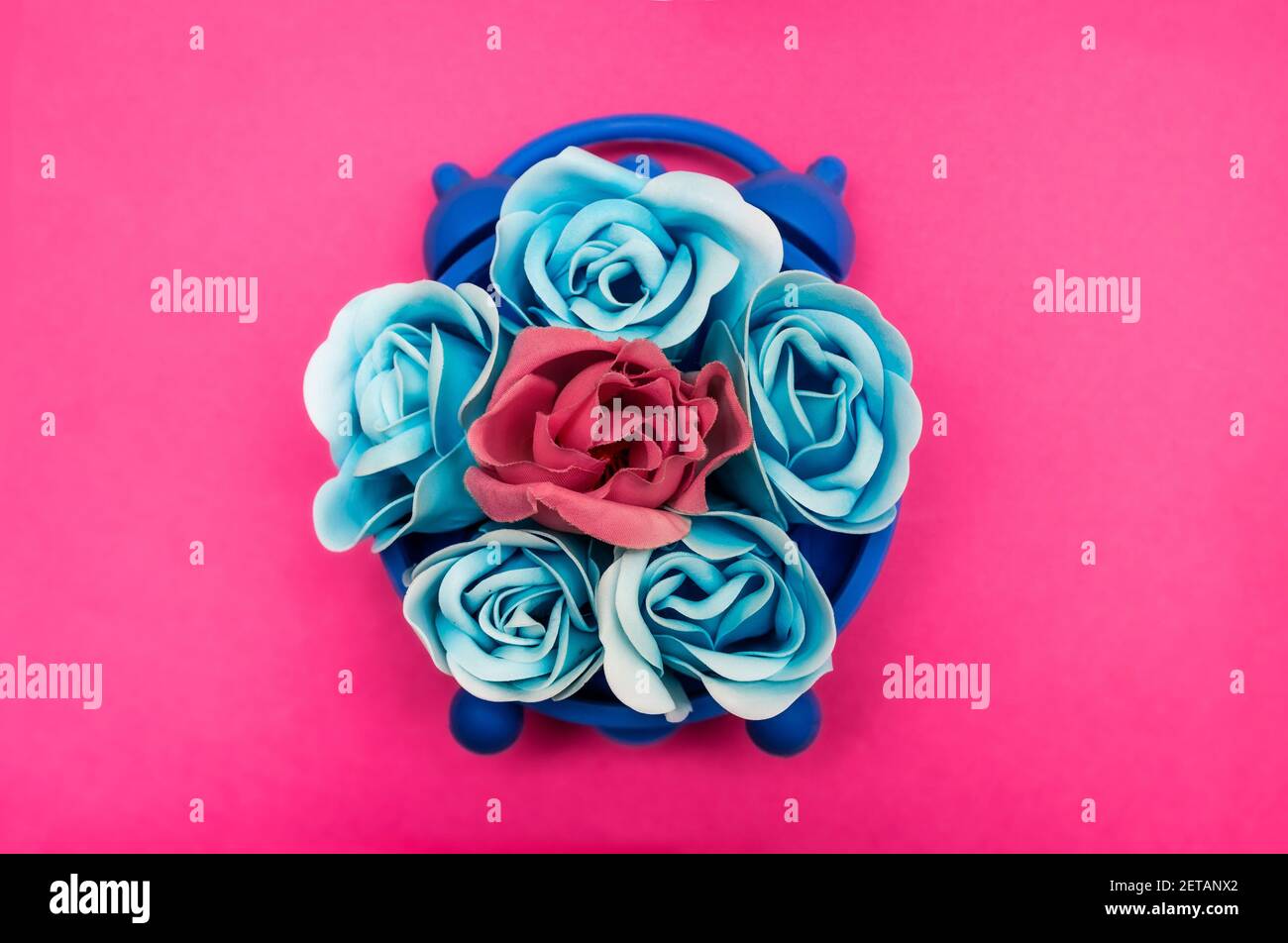 Blue and pink rose flowers in a blue clock on a pink background. Flat ...