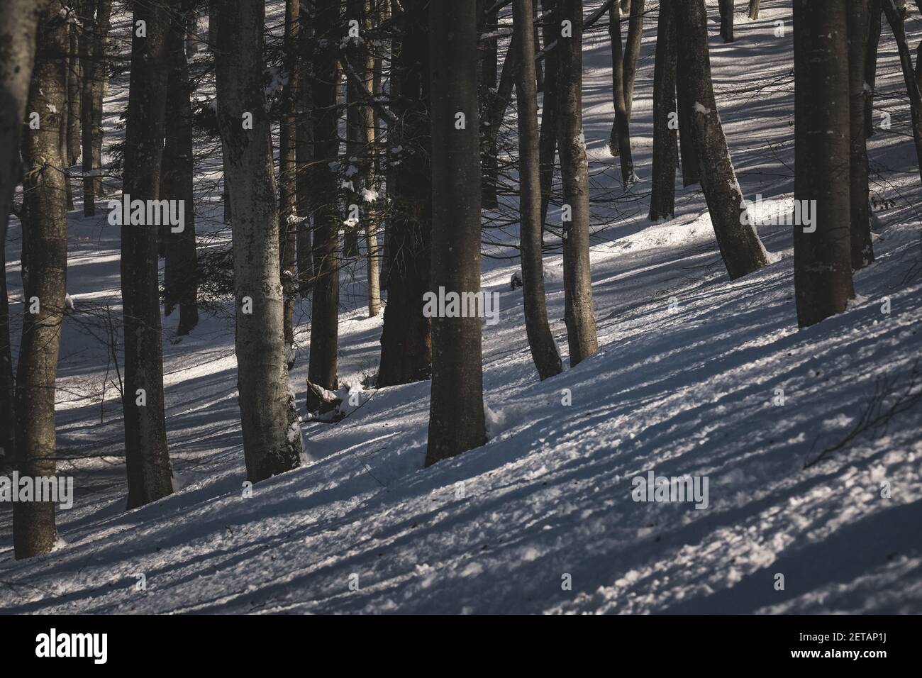 The tree trunks in a snowy forest Stock Photo - Alamy
