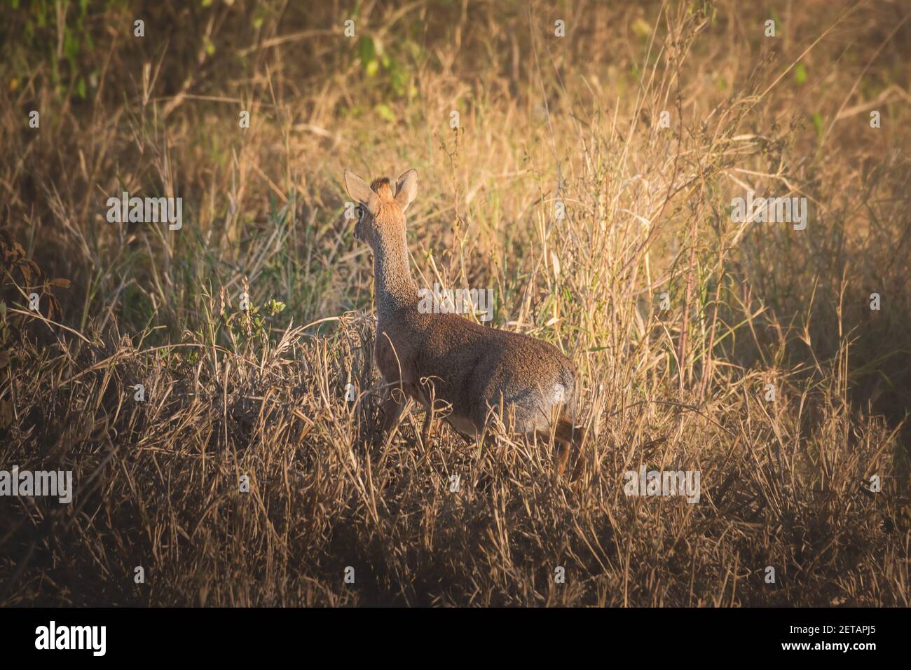 a cute little antelope dik-dik in Serengeti National Park Tanzania ...