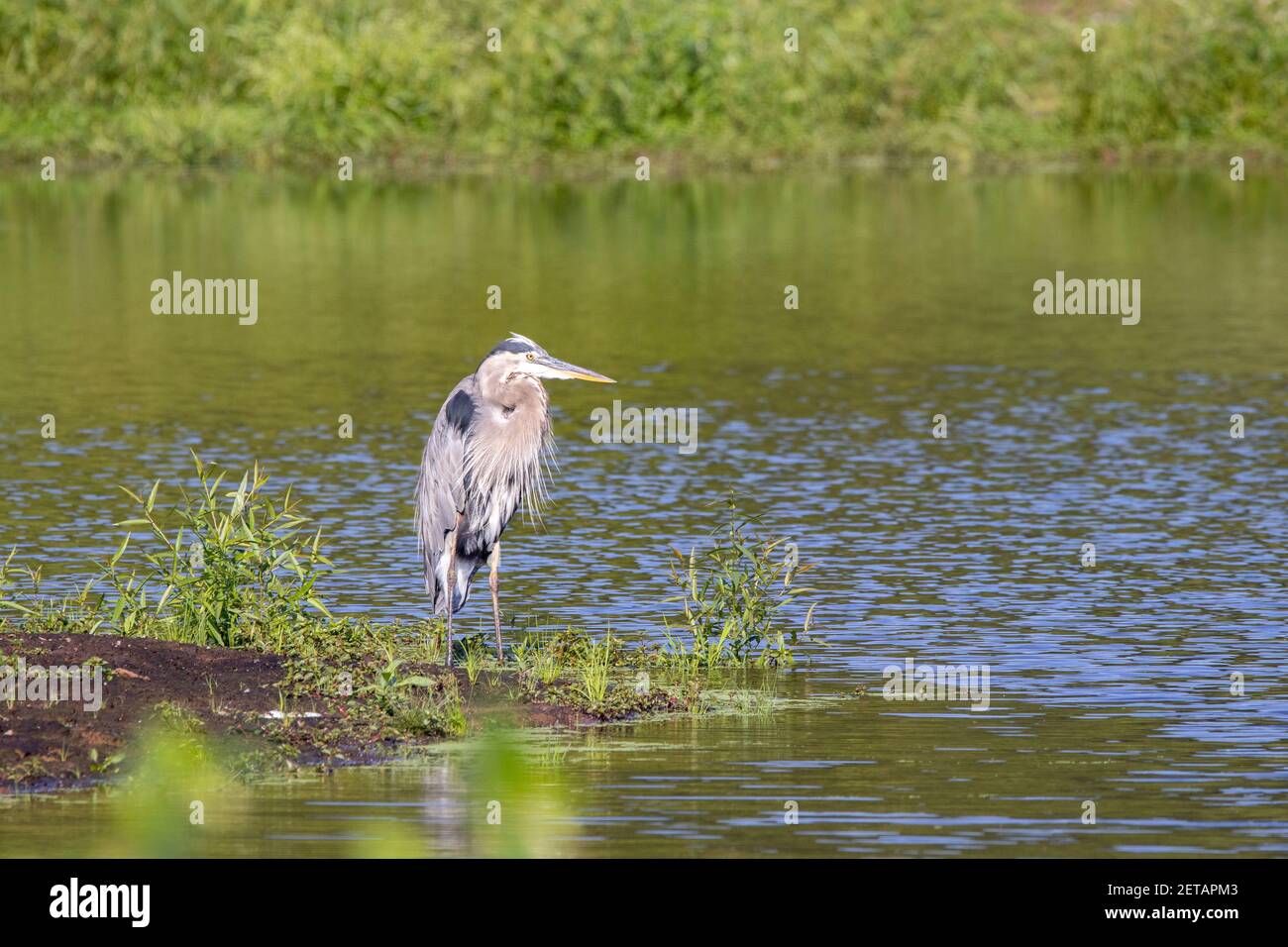 A grey heron perched by the lake surrounded by greenery Stock Photo - Alamy
