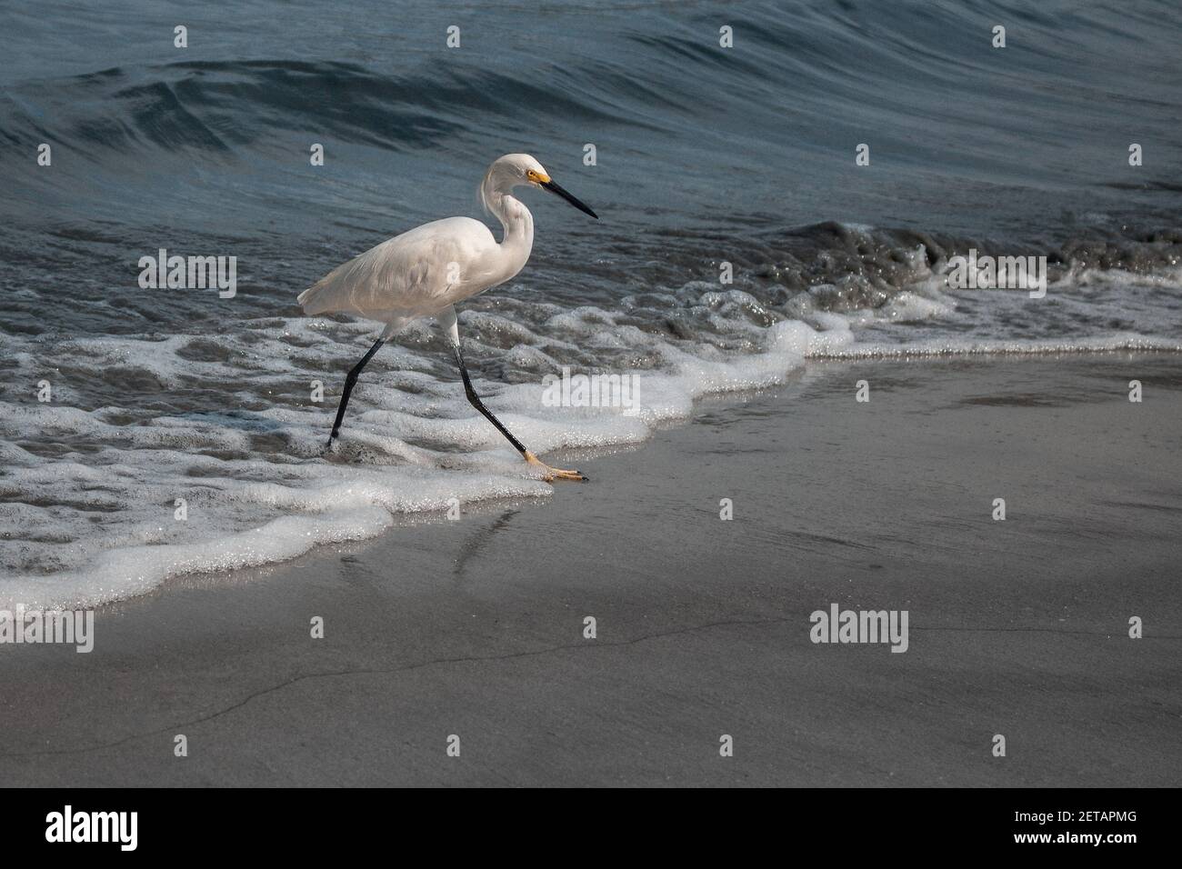 A white stork walking at the beach Stock Photo - Alamy