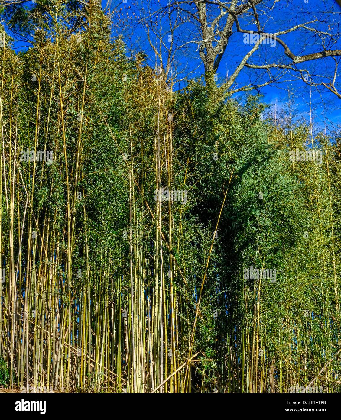 Bright green bamboo hi-res stock photography and images - Alamy