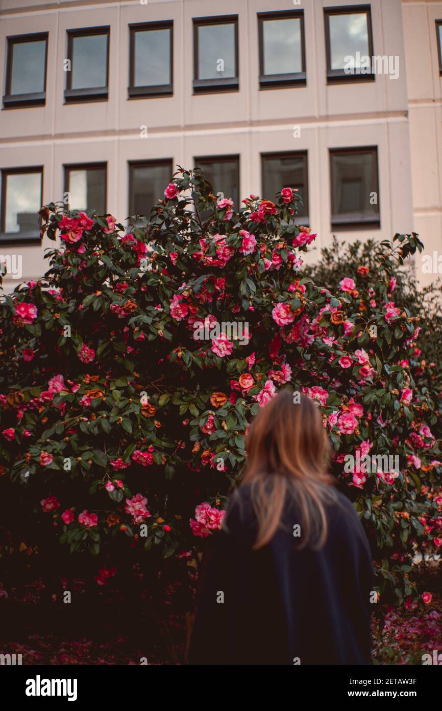 A Japanese camellia with blooming pink flowers; a back view of a female ...