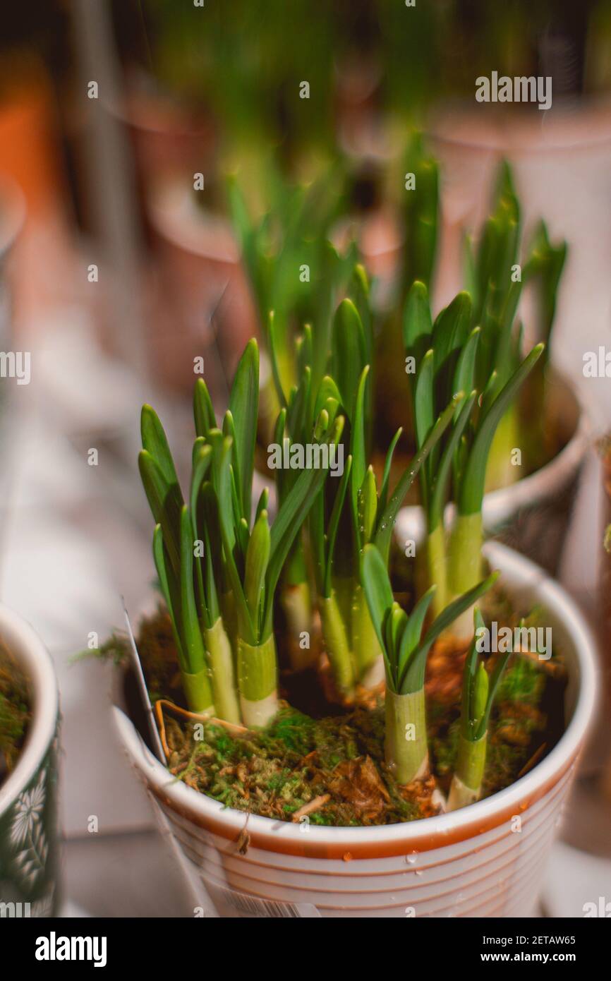 Scallions growing hi-res stock photography and images - Alamy