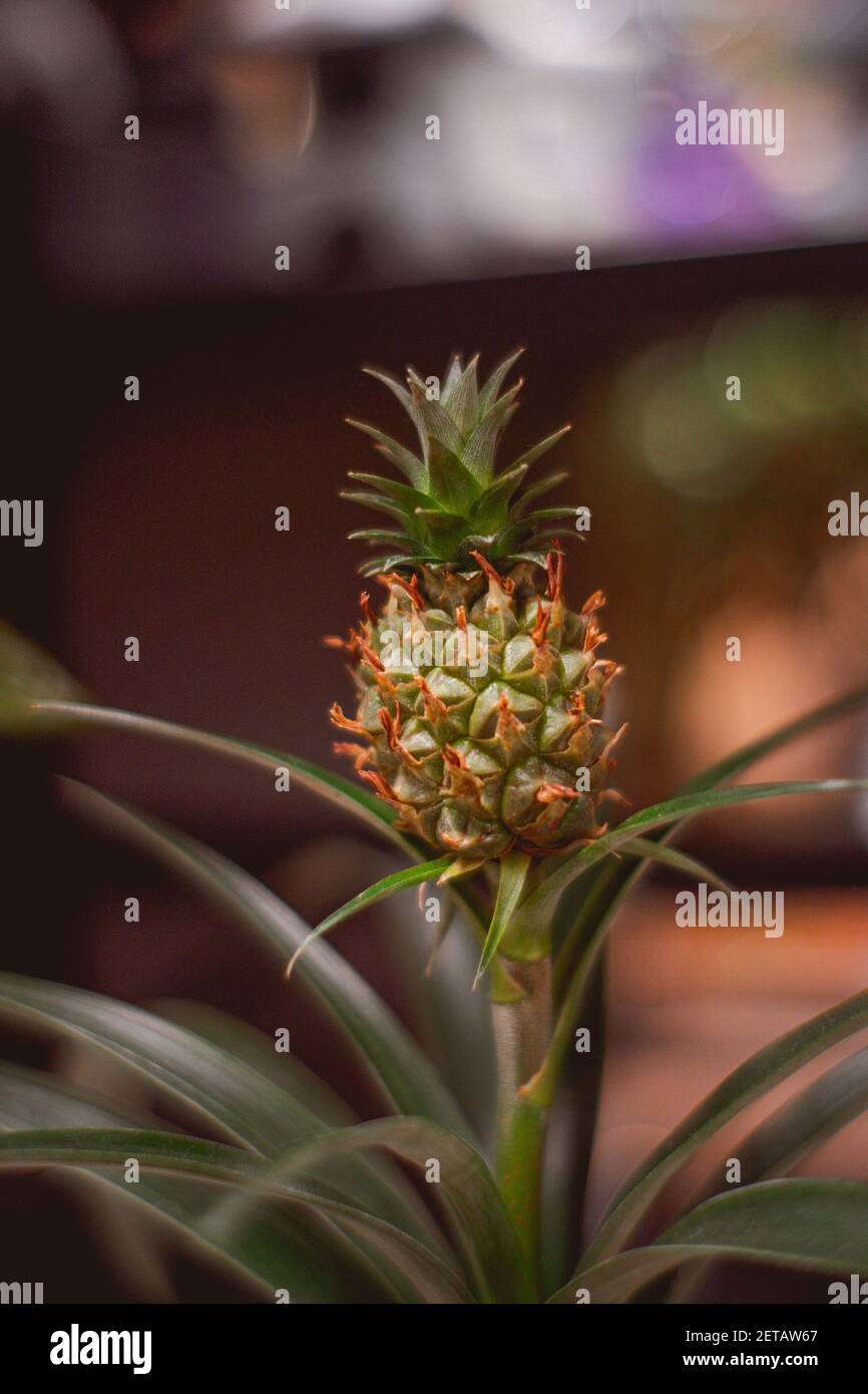 A small pineapple growing on the shrub Stock Photo - Alamy