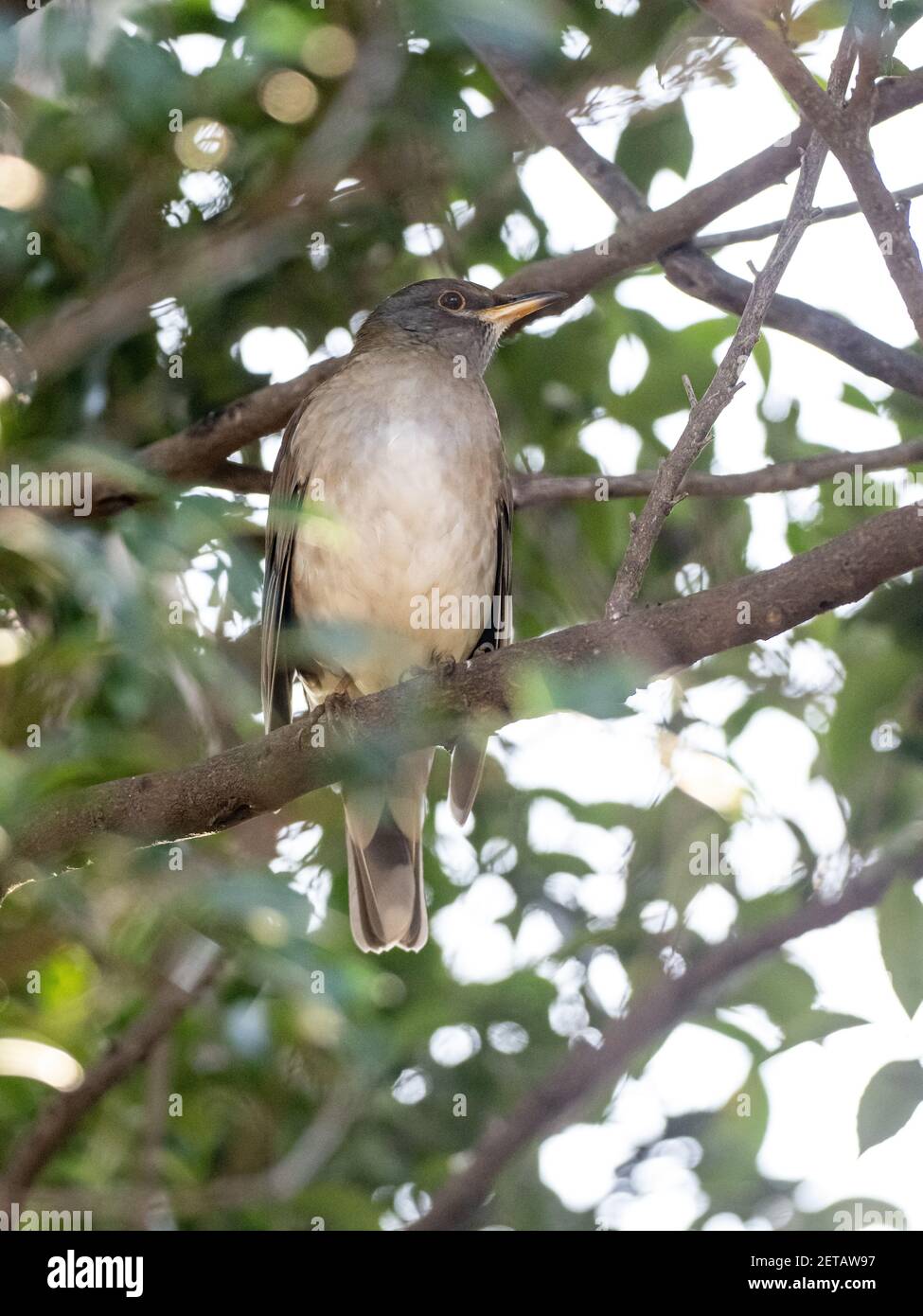 A selective focus shot of a pale thrush in a Japanese park near ...