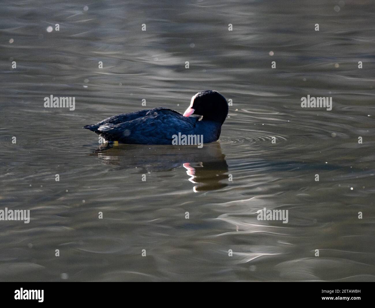 A beautiful view of a Eurasian coot in a pond in a Japanese park Stock ...