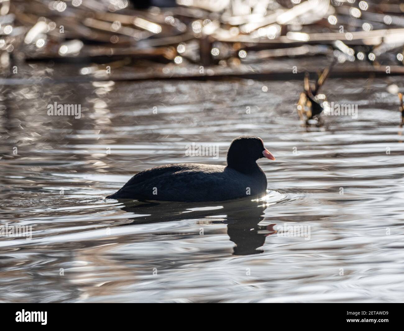 Japanese small birds hi-res stock photography and images - Alamy