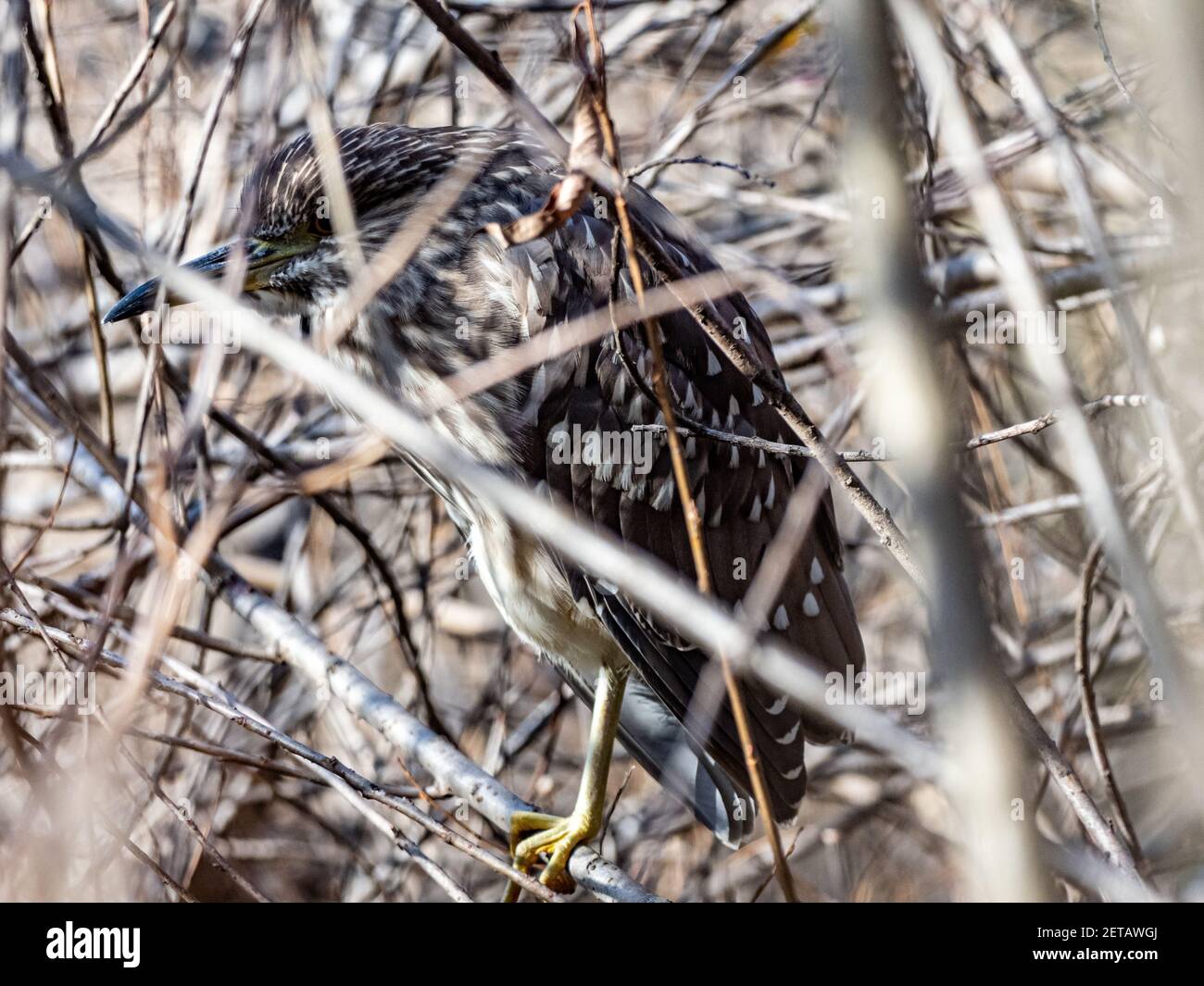 A closeup shot of a Juvenile black-crowned night hero Nycticorax on a ...