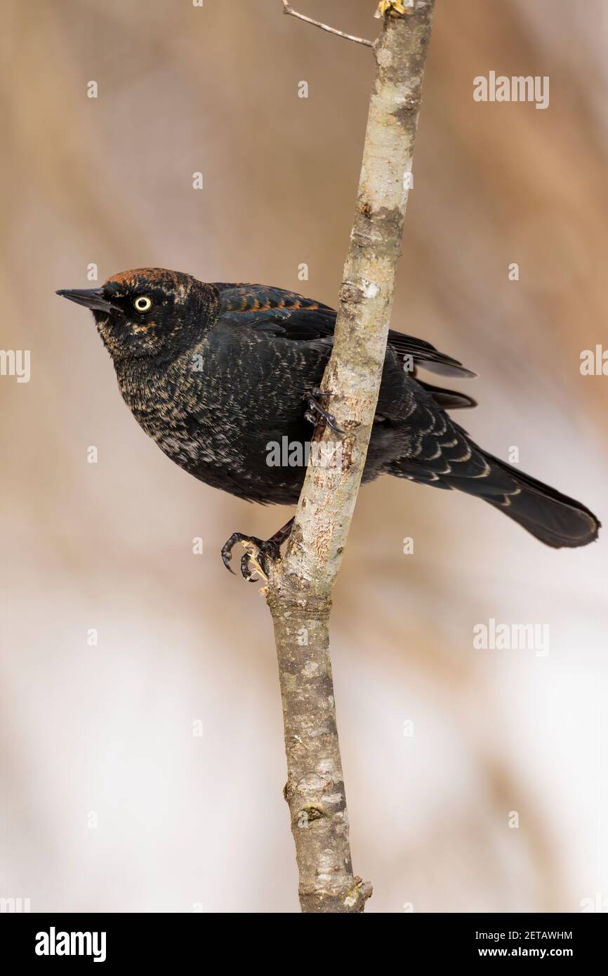Rusty Blackbird in cold snow, Euphagus carolinus Stock Photo - Alamy