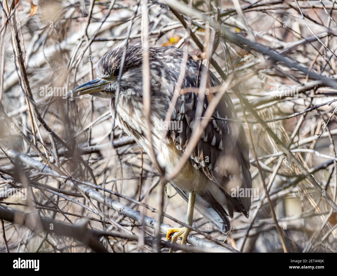 A closeup shot of a Juvenile black-crowned night hero Nycticorax on a ...
