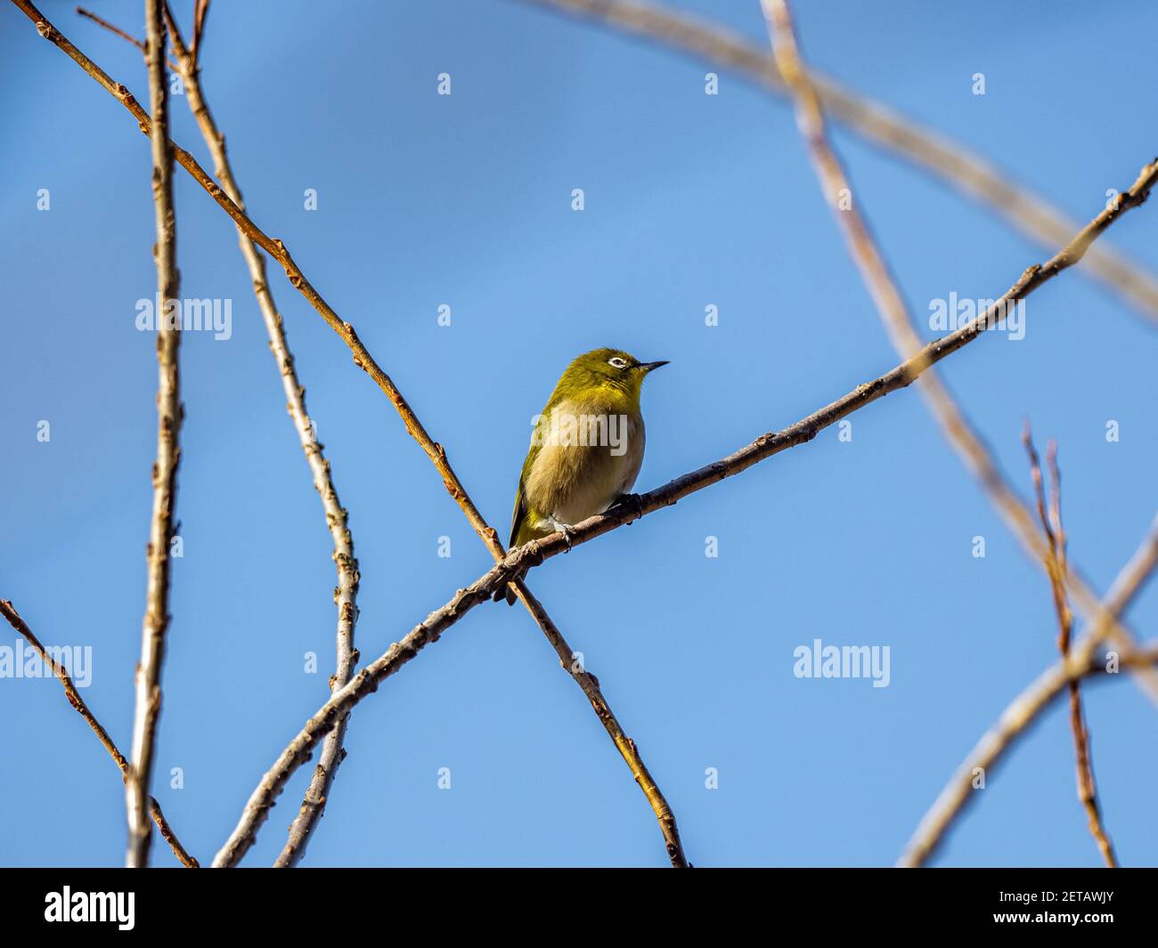 A closeup shot of a Japanese white-eye perched on a tree branch against ...