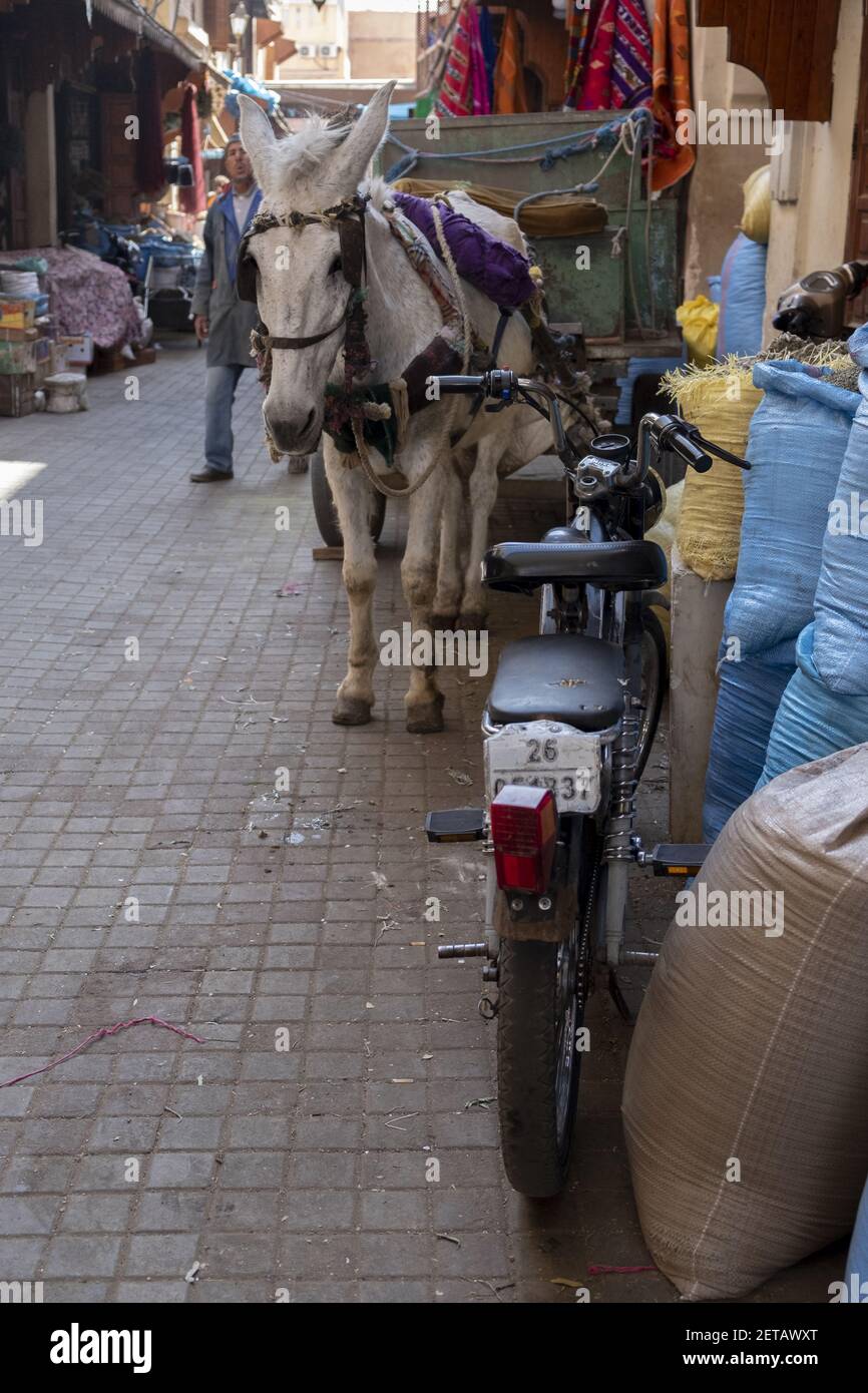 MARRAKECH, MOROCCO - Jan 28, 2020: Daily scenes in the city of ...