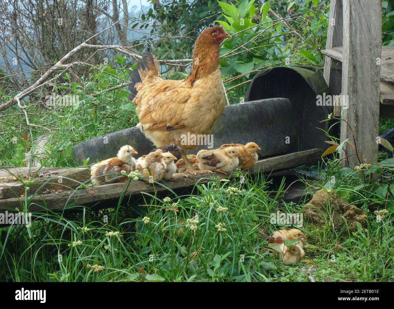 The brown hen and its chickens sitting on a log among grasses in the ...
