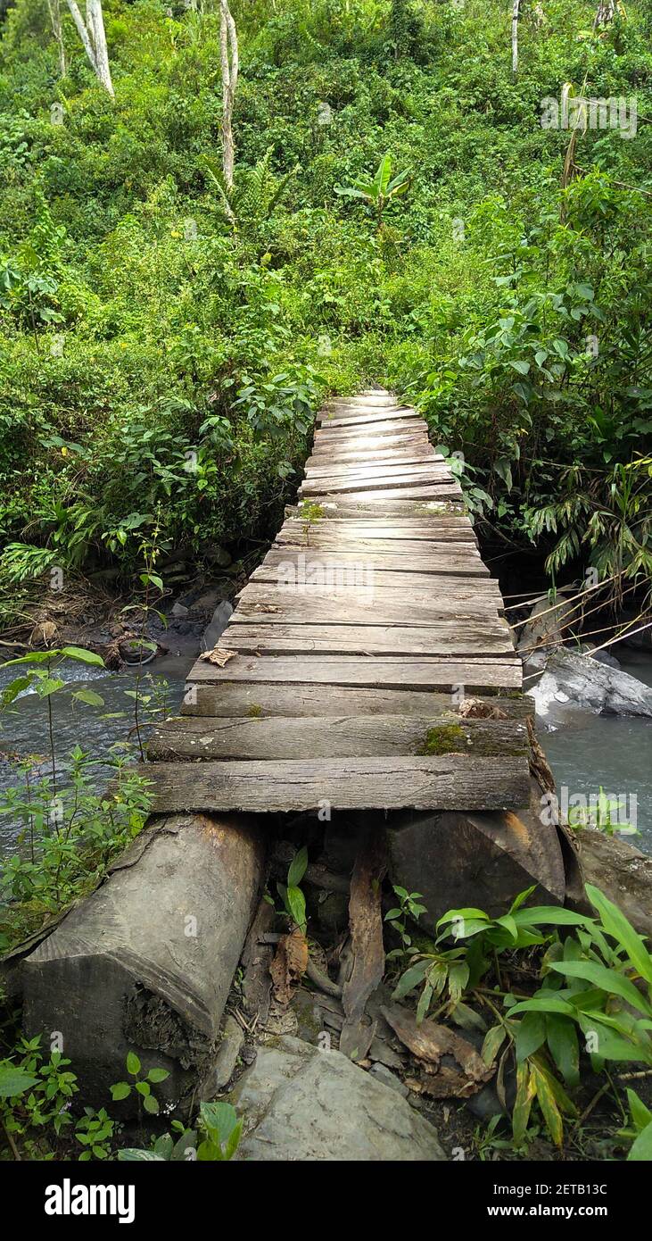 A short wooden bridge over the small river in the dense tropical forest ...