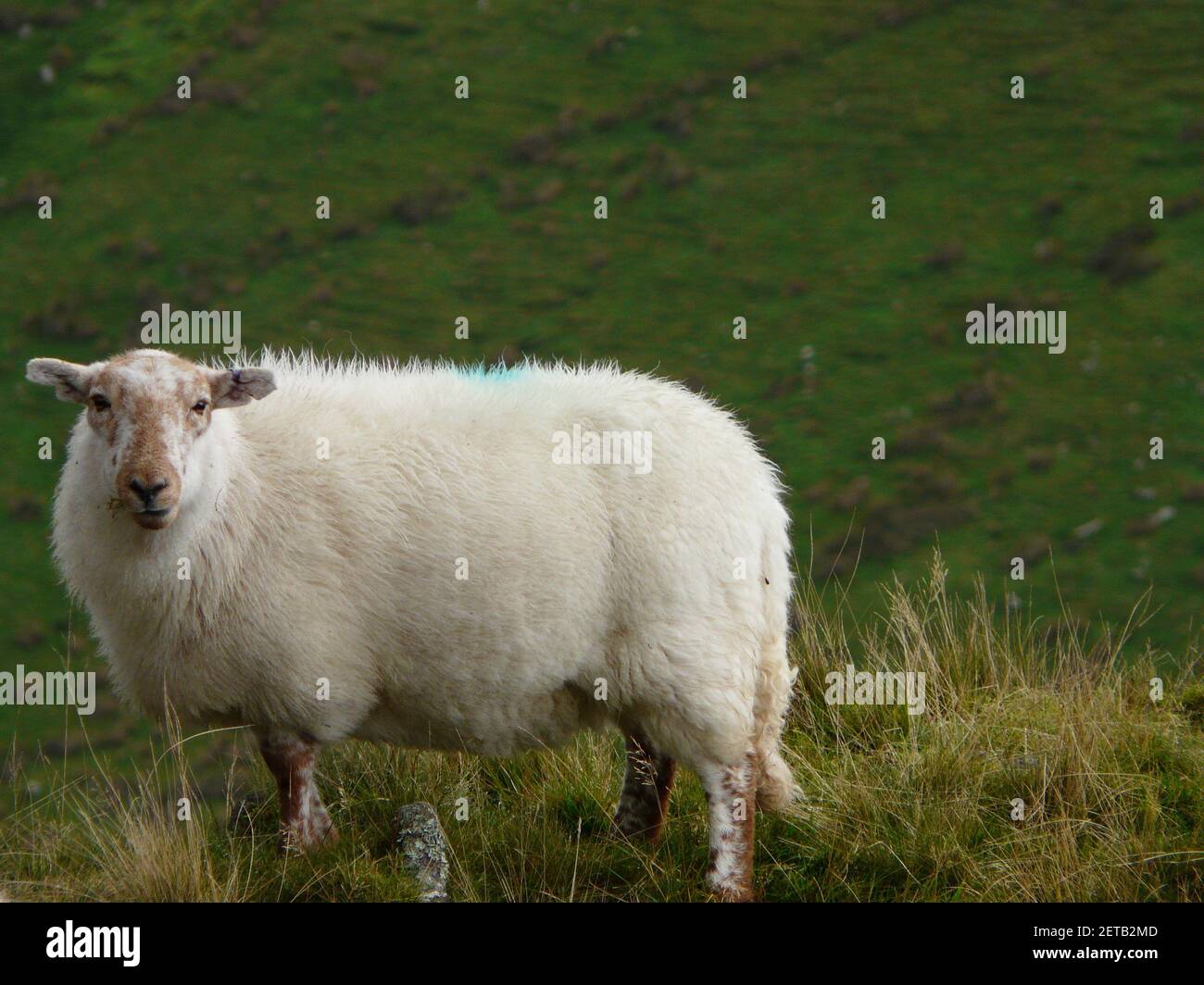 A cute sheep with brown patterns on its face with the blurred green ...