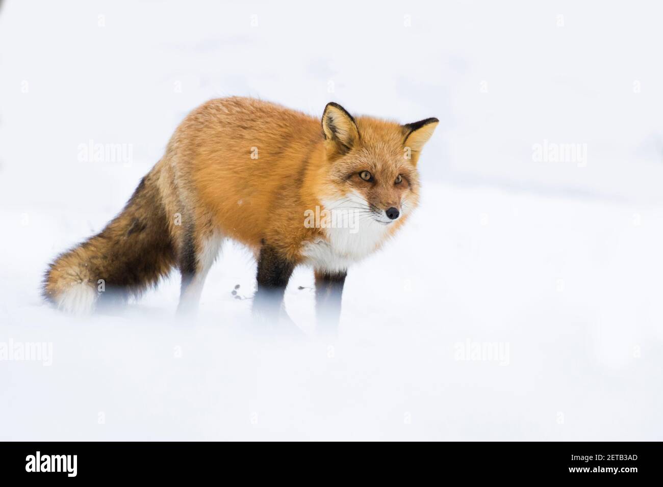 Red fox in winter Stock Photo - Alamy