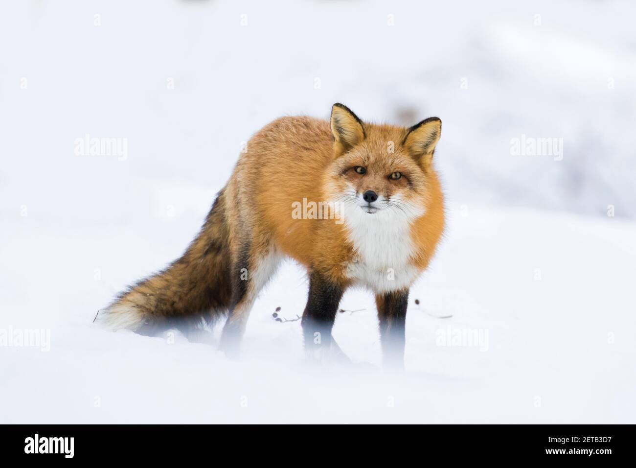Red fox in winter Stock Photo - Alamy