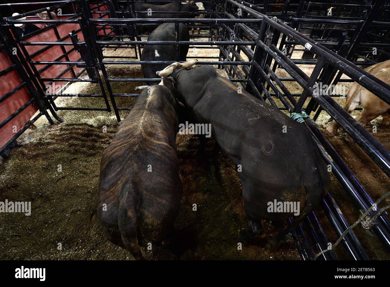 Three bulls wait near the chutes during the Professional Bull Riders ...