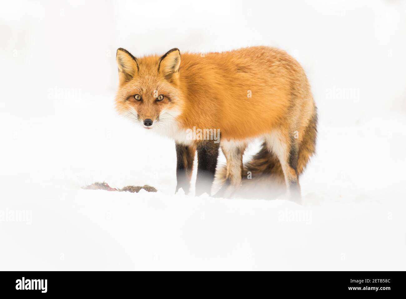Red fox in winter Stock Photo - Alamy