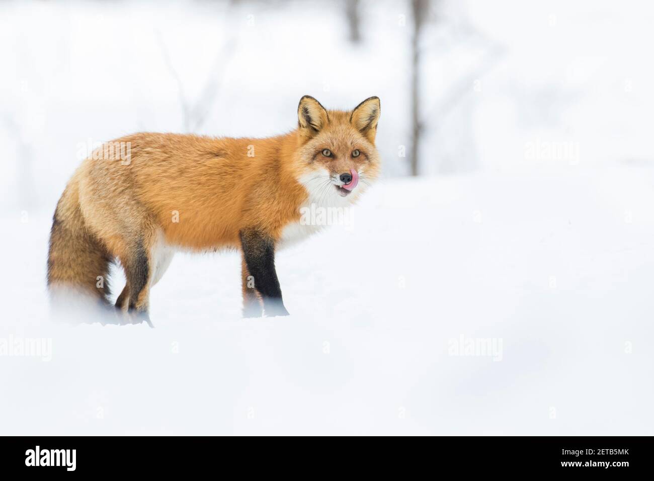 Red fox in winter Stock Photo - Alamy