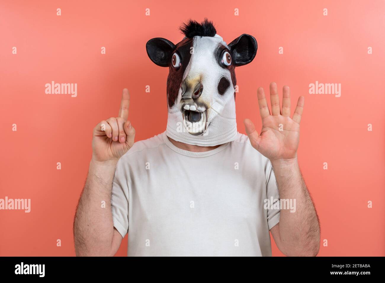 person disguised as a cow counting the number six on his fingers on ...
