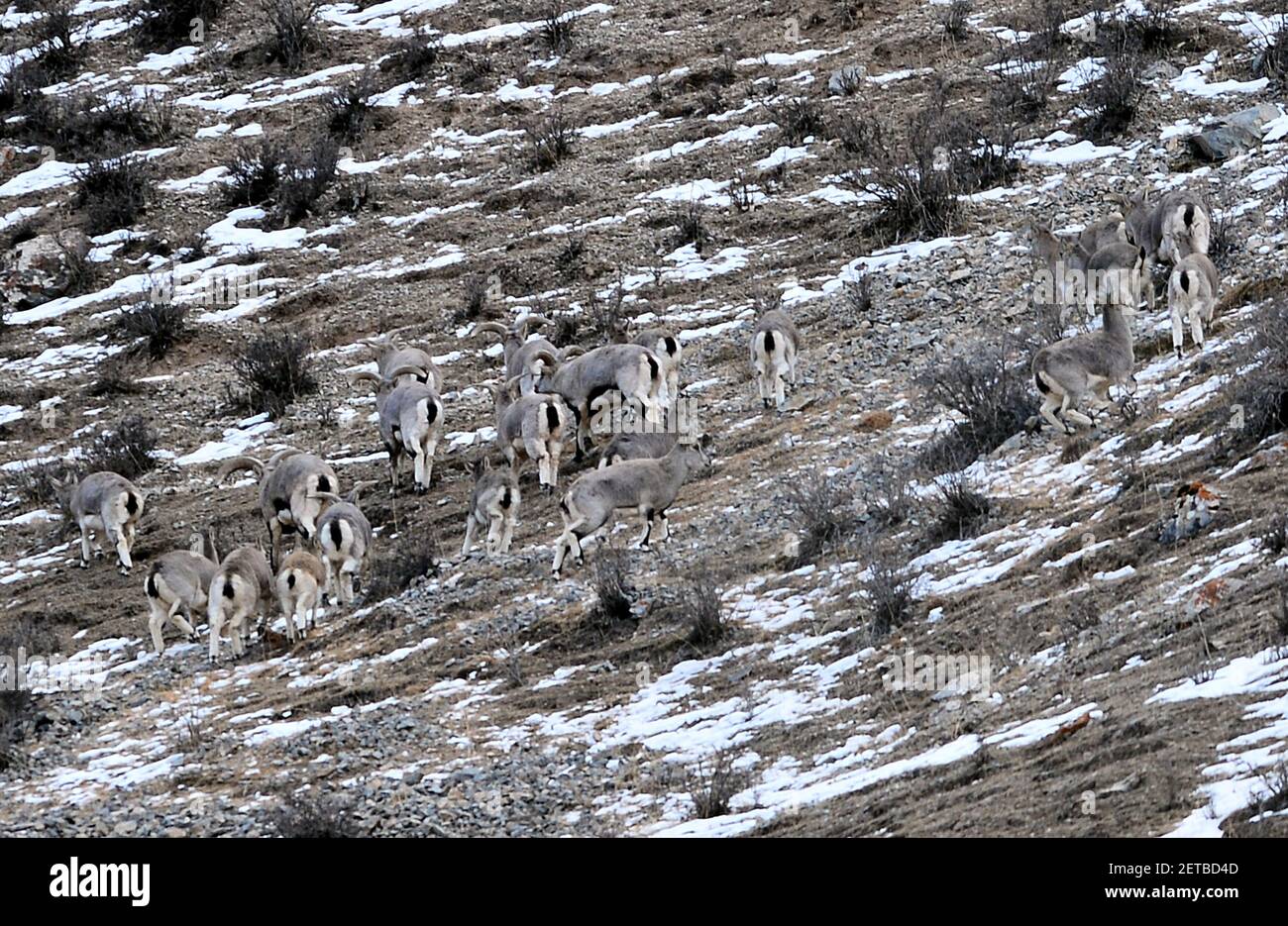 (170109) -- HAIXI, Jan. 9, 2017 (Xinhua) -- Photo taken on Jan. 7, 2017 ...