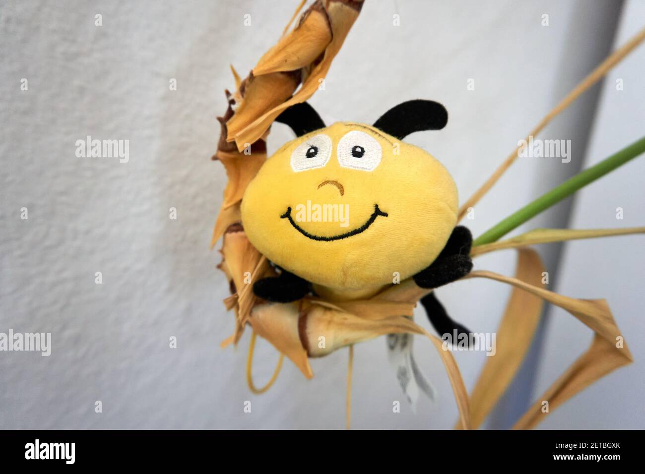 A soft Bee plush toy on an indoor plant Stock Photo - Alamy