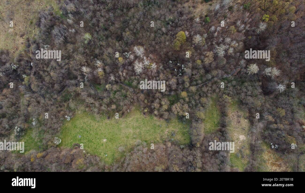 An aerial top view of a group of trees in a forest Stock Photo - Alamy