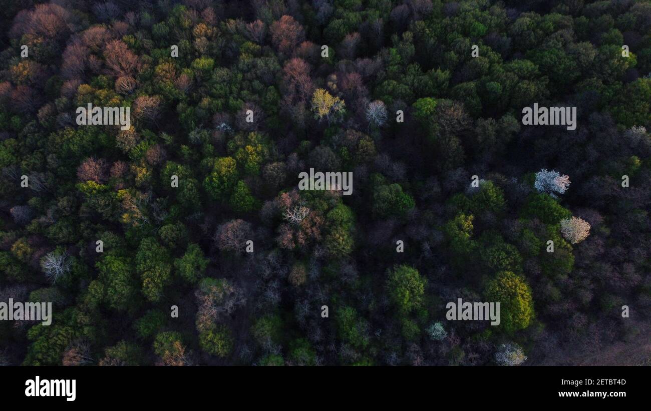 An aerial top view of dense trees in a forest Stock Photo - Alamy