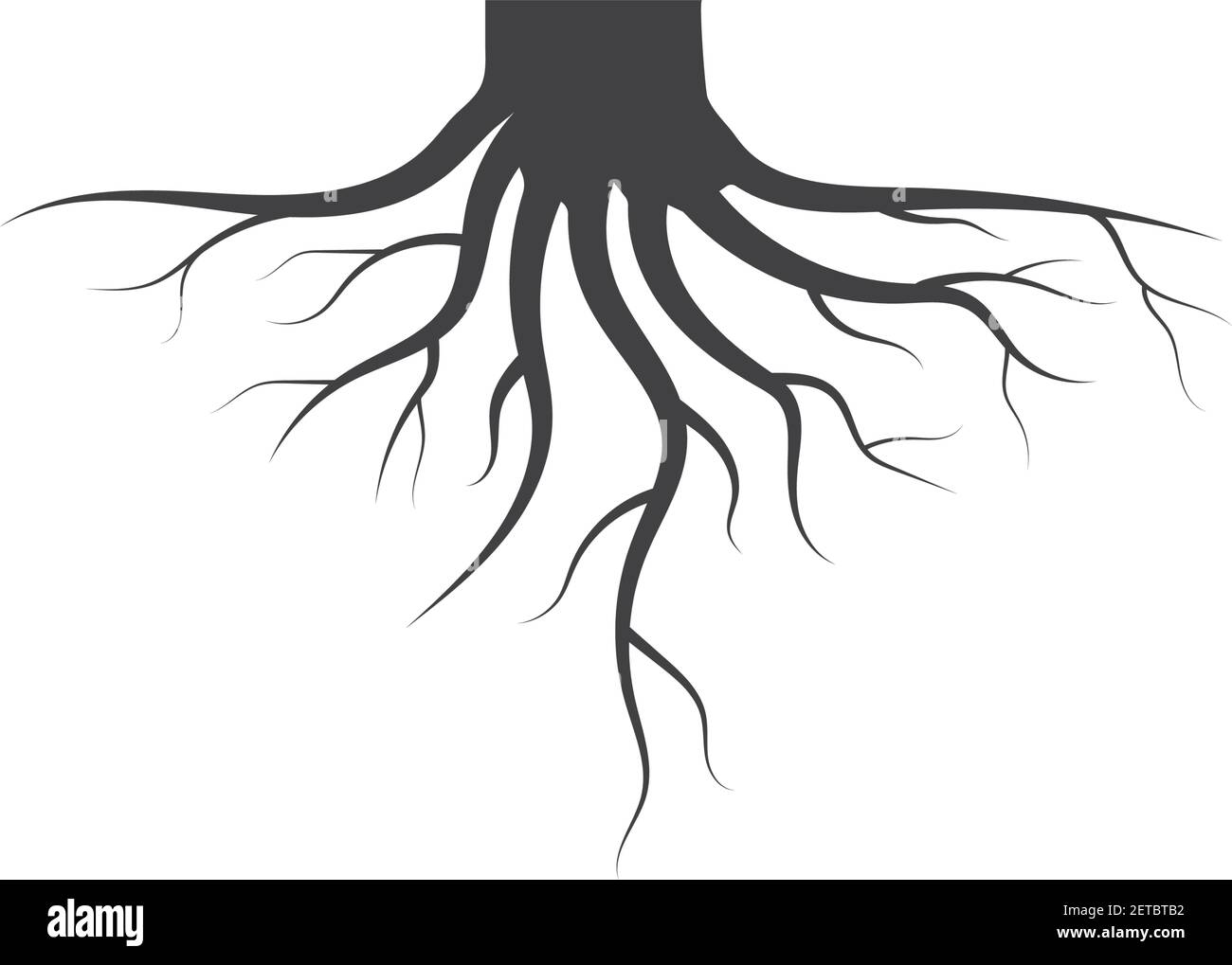 Oak tree roots underground hi-res stock photography and images - Alamy